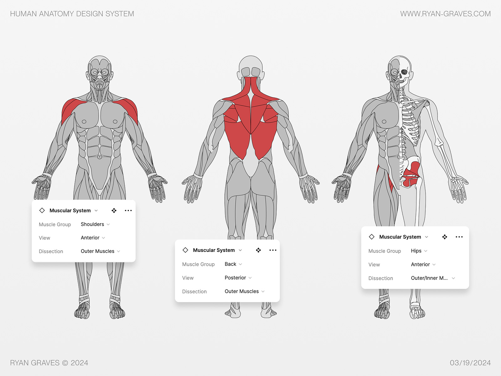 Human Anatomy Vector Kit for Figma - Freebie Supply